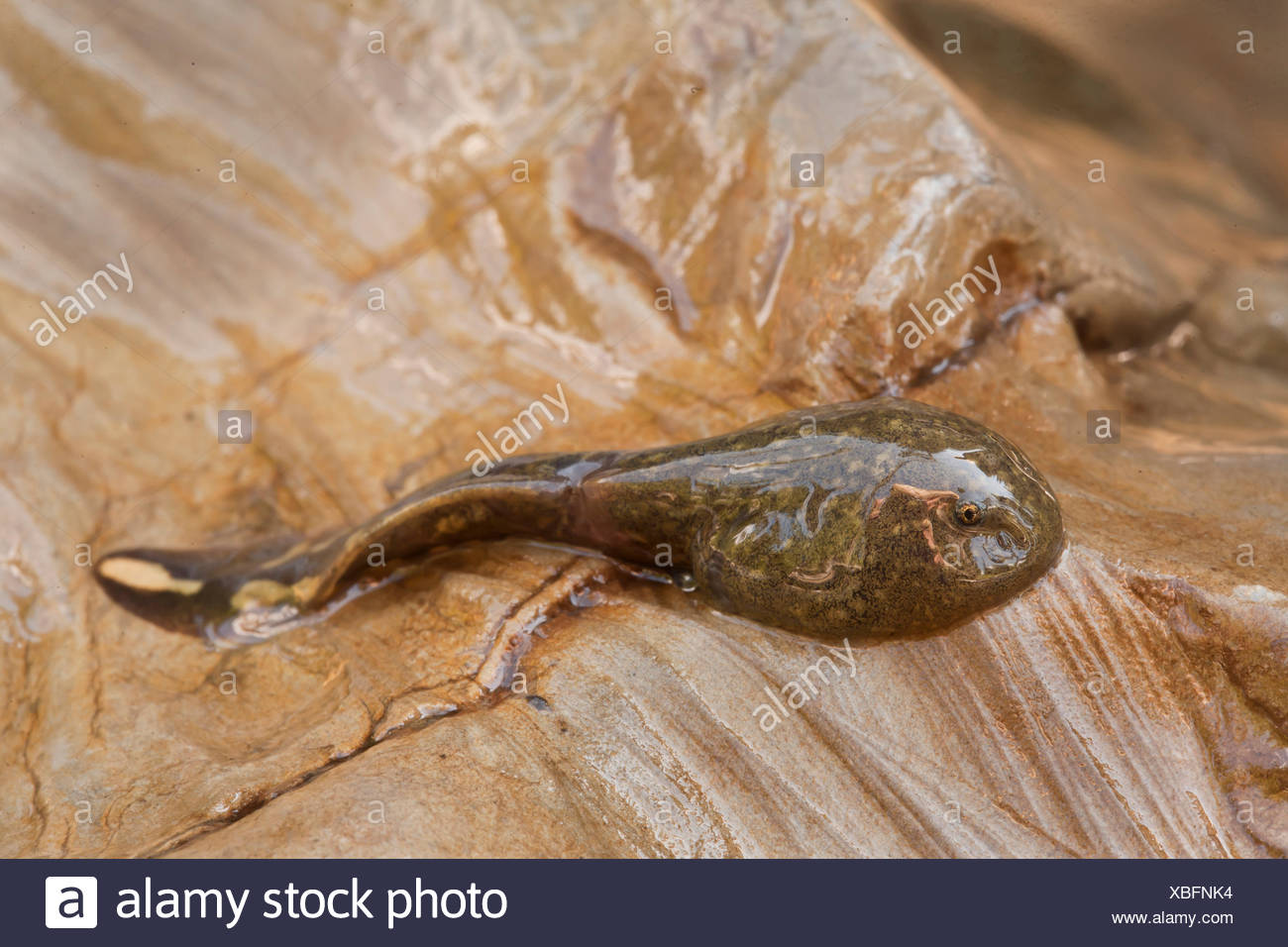 Tadpole Stage High Resolution Stock Photography and Images - Alamy