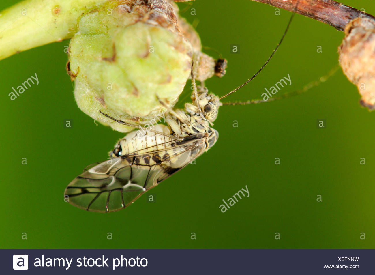 Psocid High Resolution Stock Photography and Images - Alamy