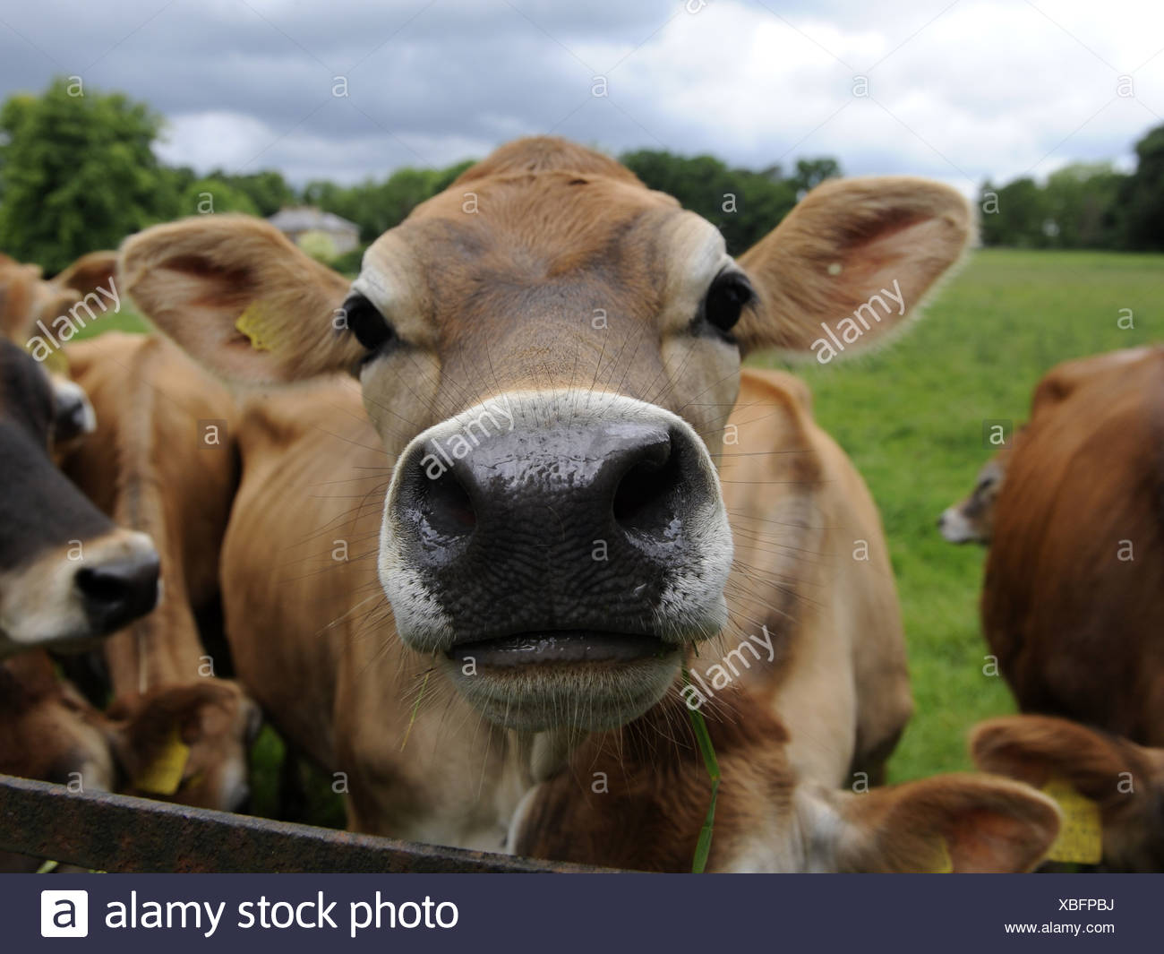 Nosey Cows High Resolution Stock Photography and Images - Alamy