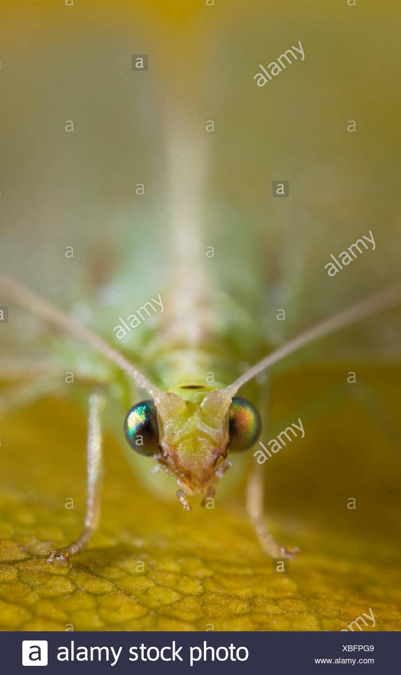 Insects Antennae High Resolution Stock Photography and Images - Alamy