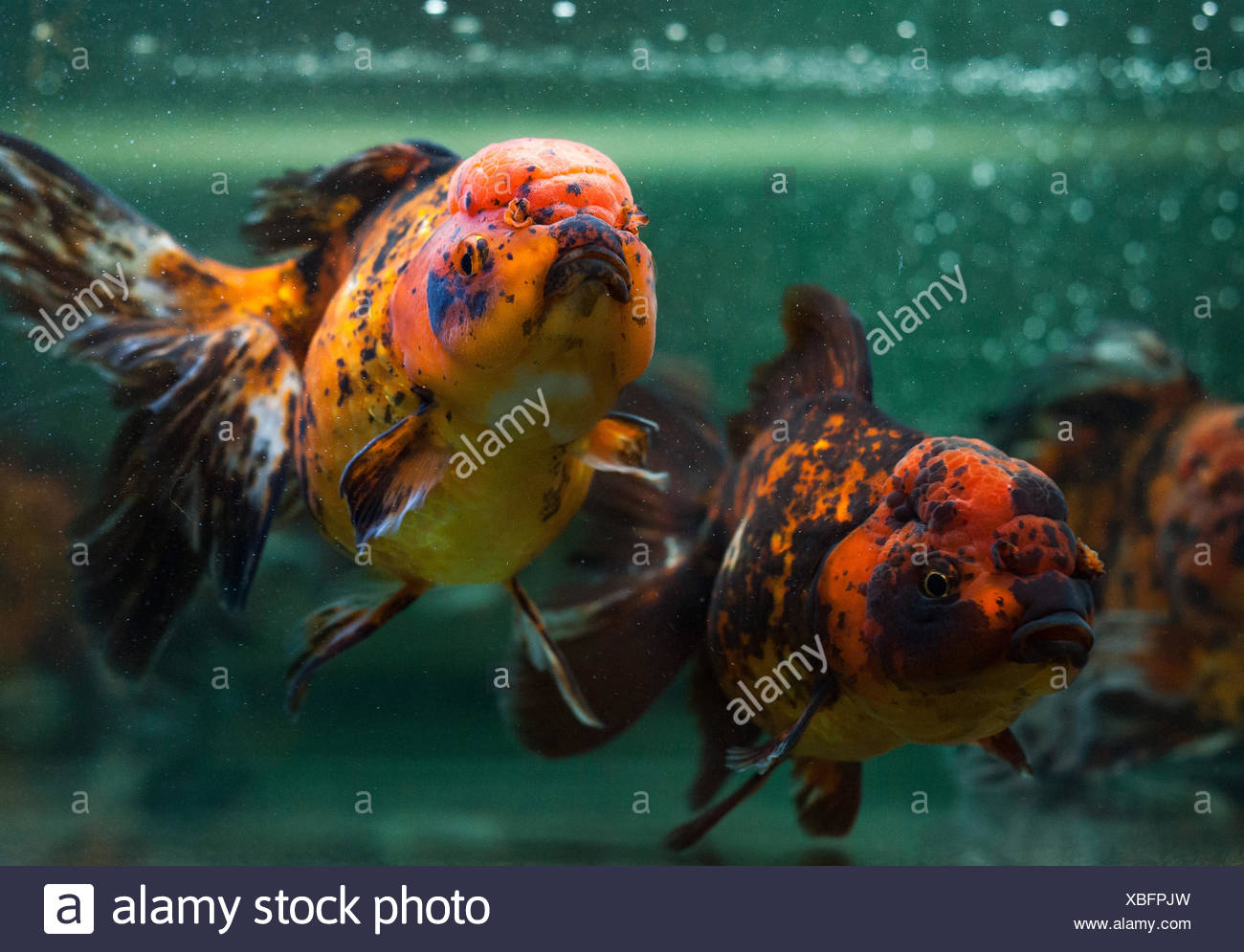 Black Moor Fish Stock Photos & Black Moor Fish Stock Images - Alamy