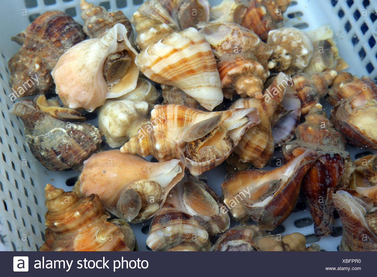 Triton Well High Resolution Stock Photography and Images - Alamy