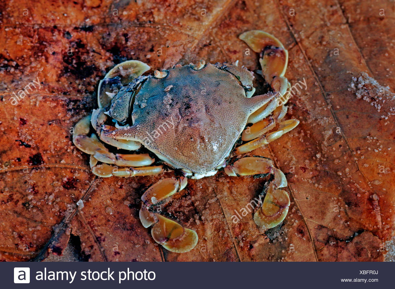 Moon Crab High Resolution Stock Photography and Images - Alamy