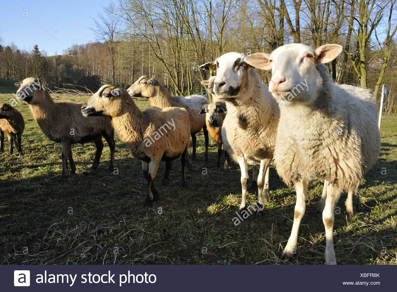 Sheep Breeds Stock Photos & Sheep Breeds Stock Images - Alamy