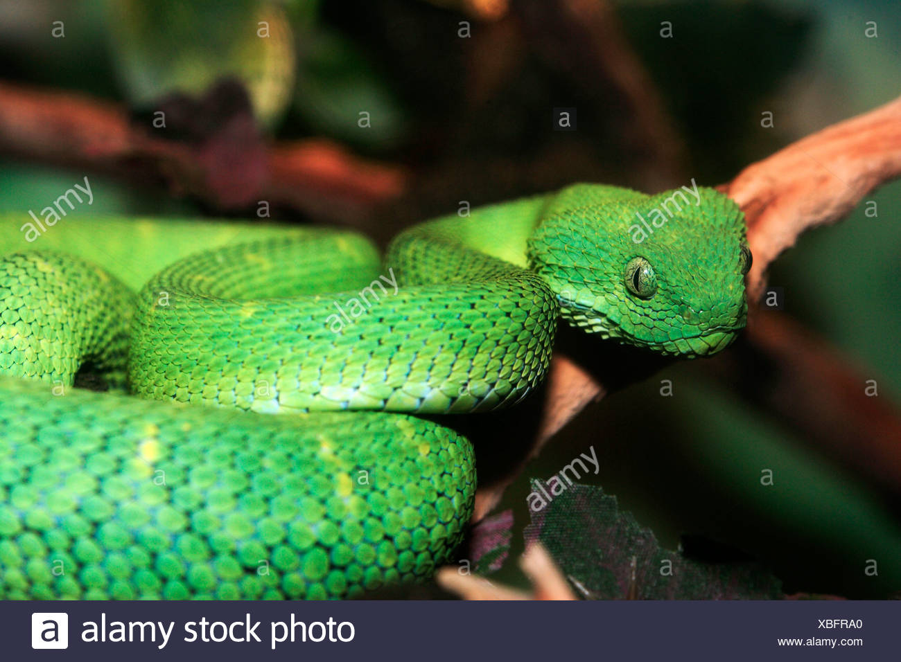 Green Bush Viper High Resolution Stock Photography and Images - Alamy