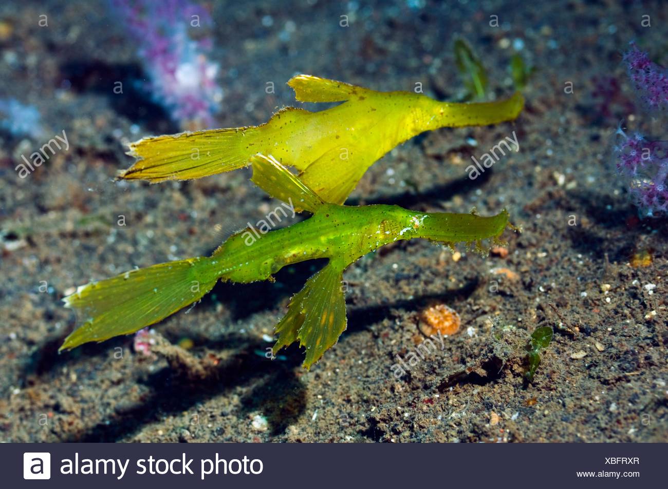 Robust Ghostpipefish High Resolution Stock Photography and Images - Alamy