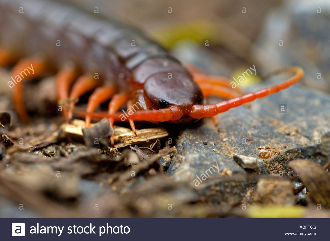 Scolopendra Stock Photos & Scolopendra Stock Images - Alamy