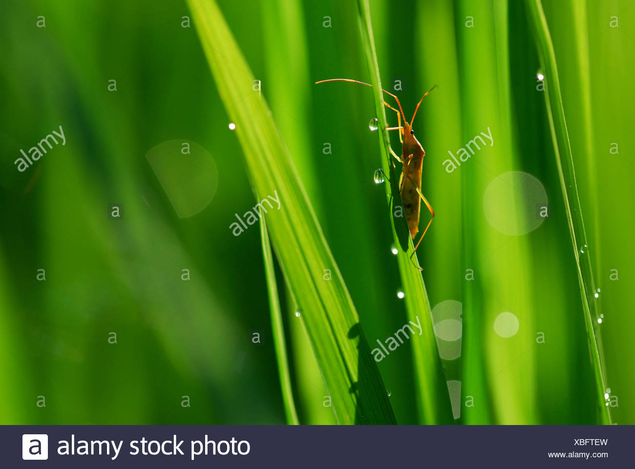 Rice Pest Stock Photos & Rice Pest Stock Images - Alamy