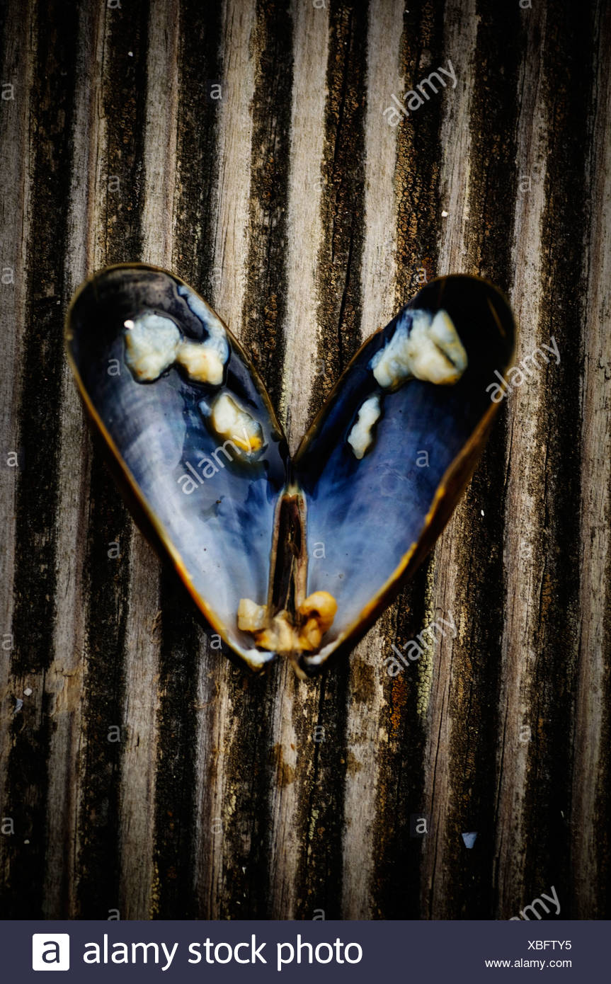 Clam High Resolution Stock Photography and Images - Alamy