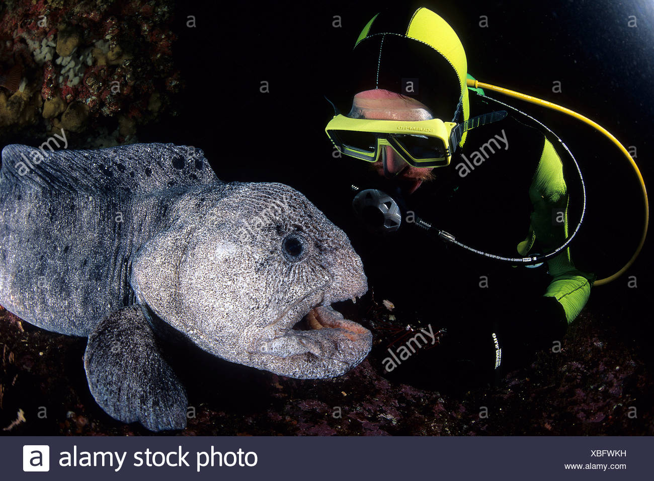 Pacific Wolf Eel Stock Photos & Pacific Wolf Eel Stock Images - Alamy