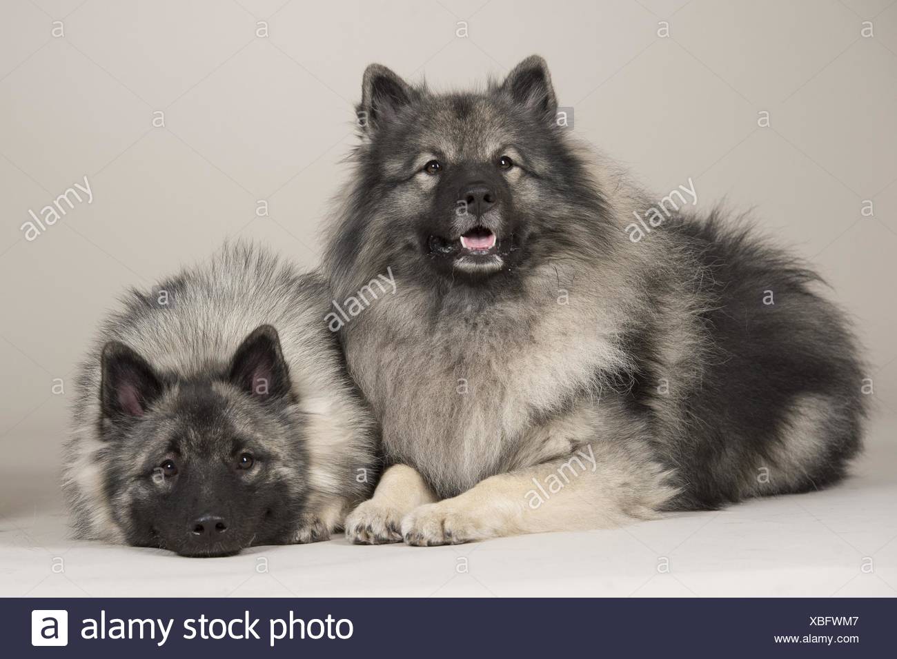 Keeshonds High Resolution Stock Photography and Images - Alamy