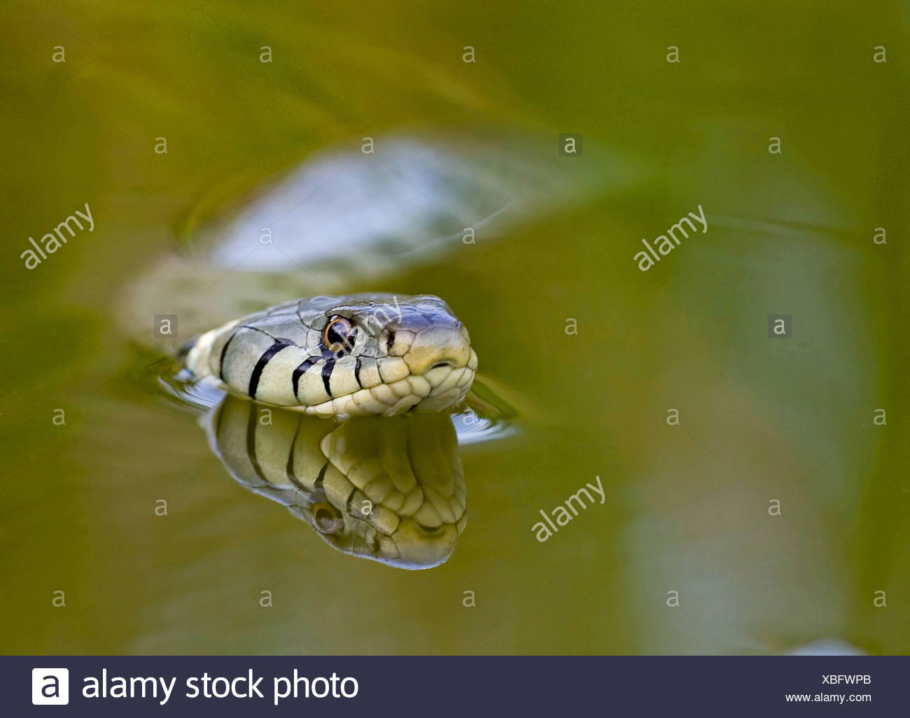 Grass Snake Swimming Stock Photos & Grass Snake Swimming Stock Images ...