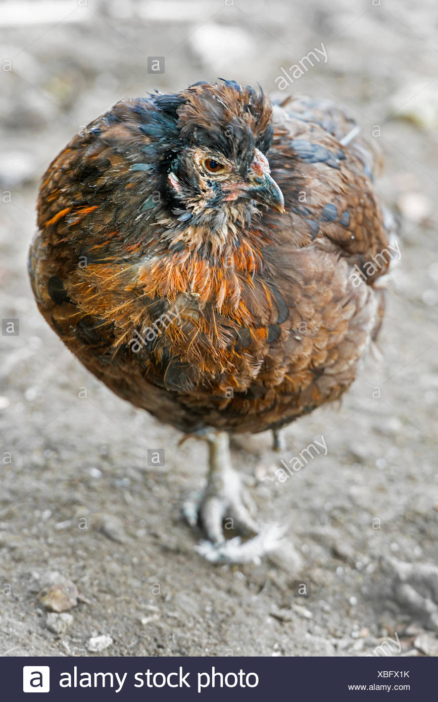 Bantam Gallus Gallus F Domestica High Resolution Stock Photography and ...