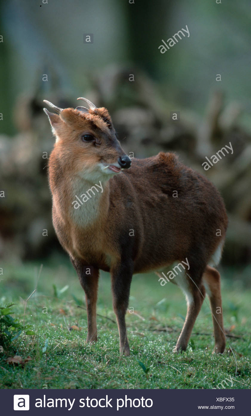 Chinese Muntjak High Resolution Stock Photography and Images - Alamy