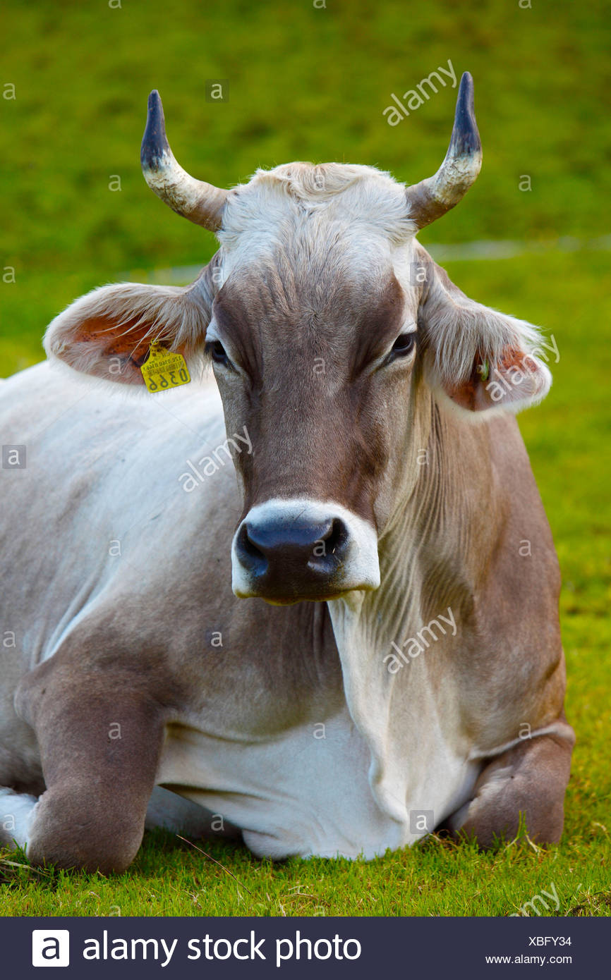 Swiss Cattle High Resolution Stock Photography and Images - Alamy