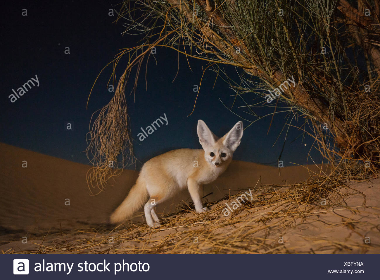 Vulpes Zerda High Resolution Stock Photography and Images - Alamy