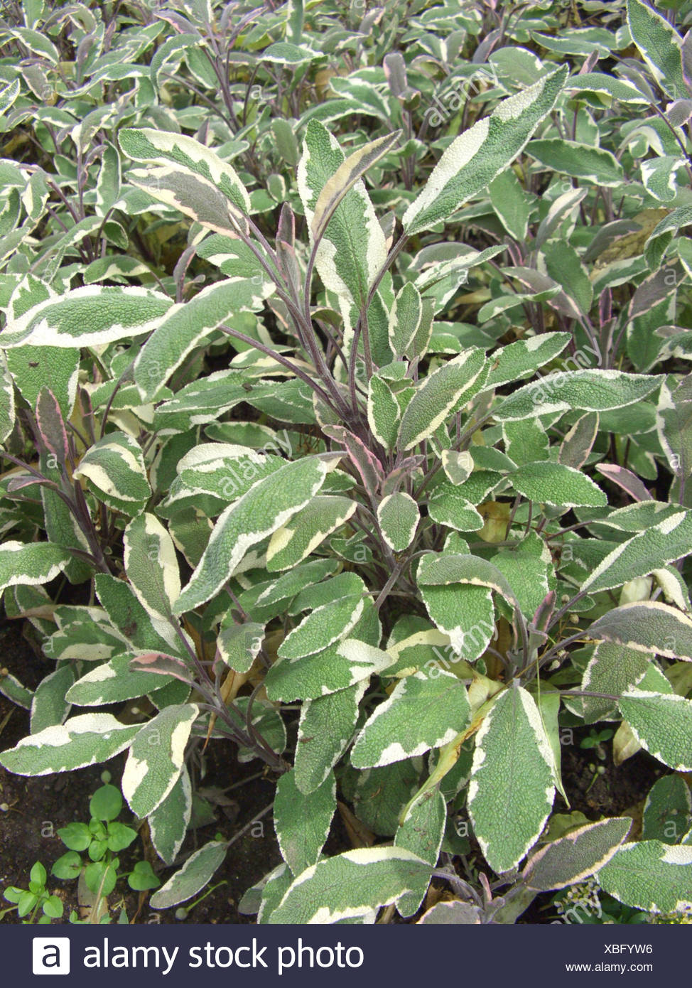Chamaephytes Stock Photos & Chamaephytes Stock Images - Alamy