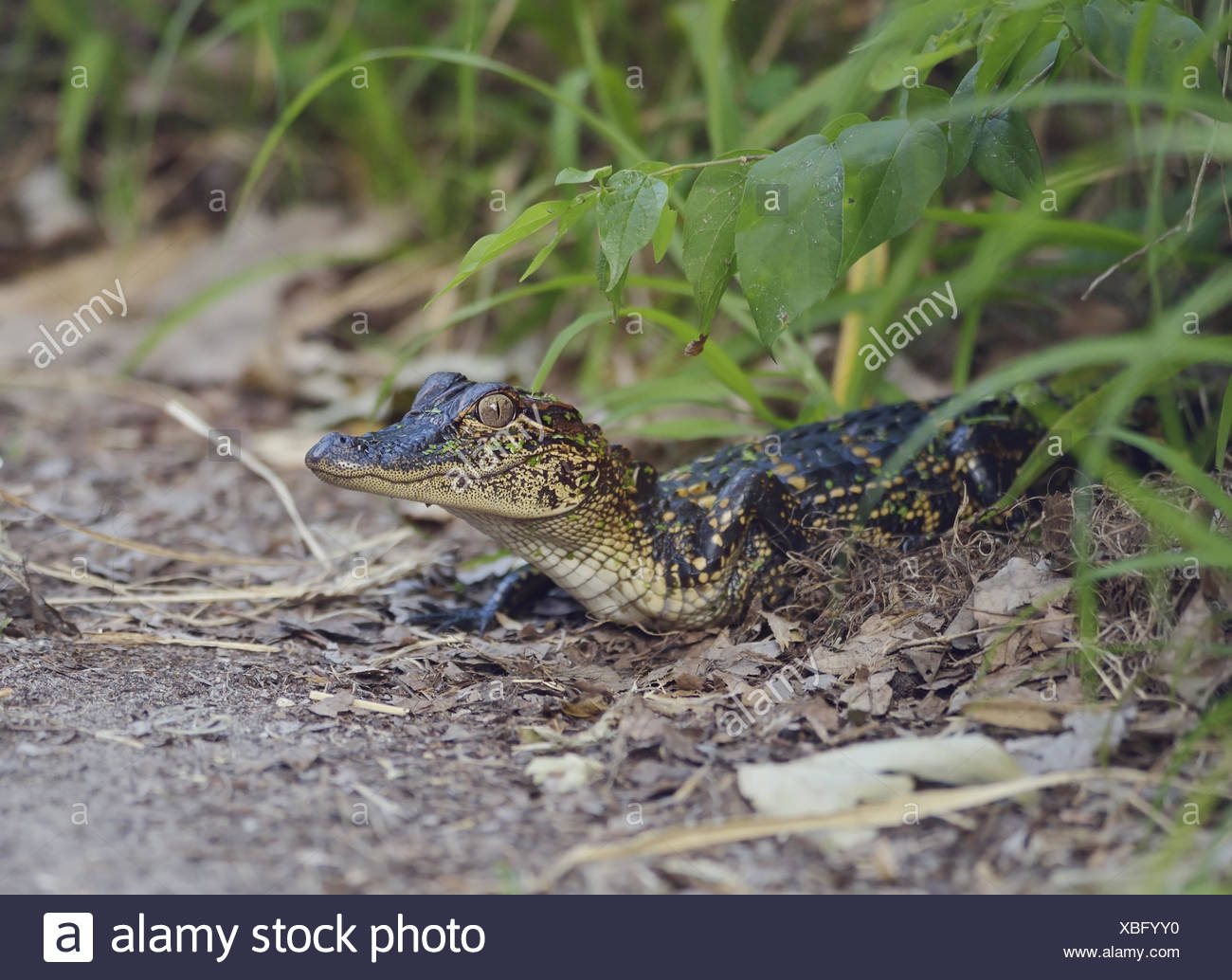 Small Alligator High Resolution Stock Photography and Images - Alamy
