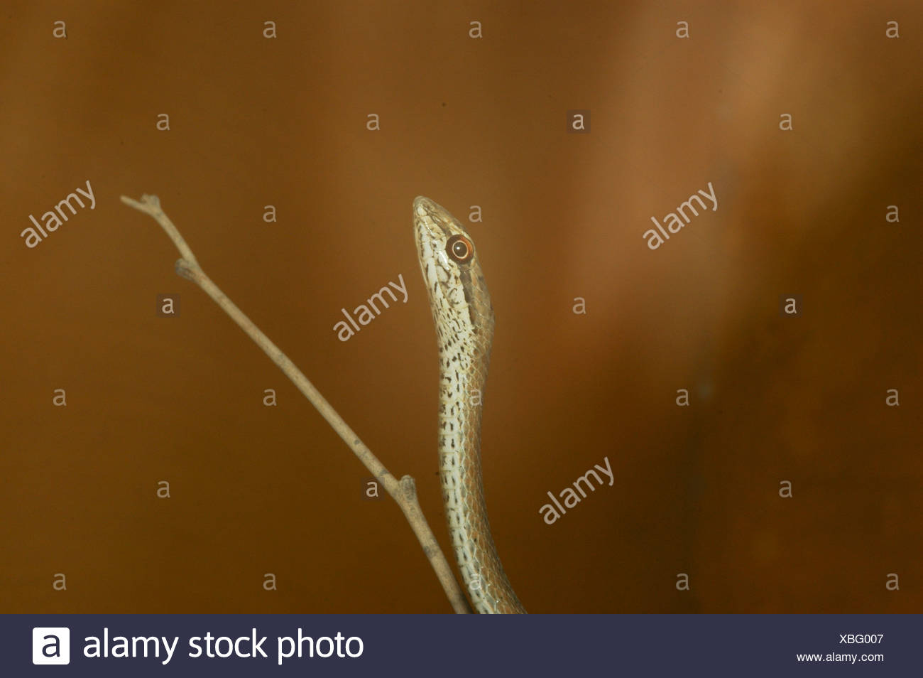 Schokari Sand Racer High Resolution Stock Photography and Images - Alamy