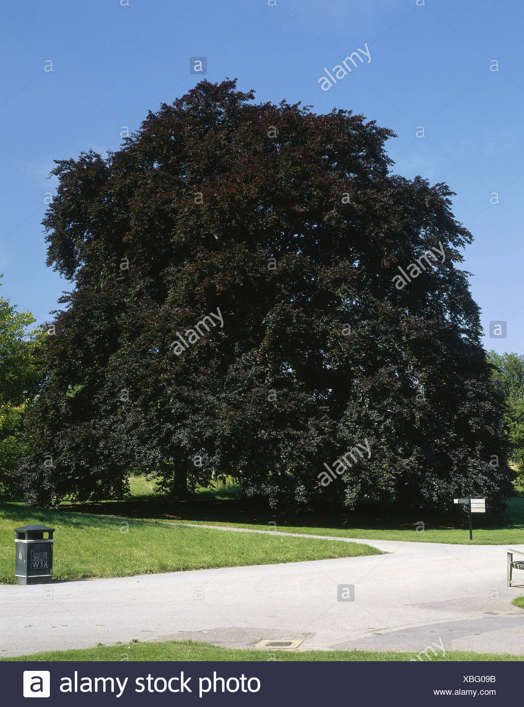Beech Tree Fagus Sylvatica Fagaceae High Resolution Stock Photography ...