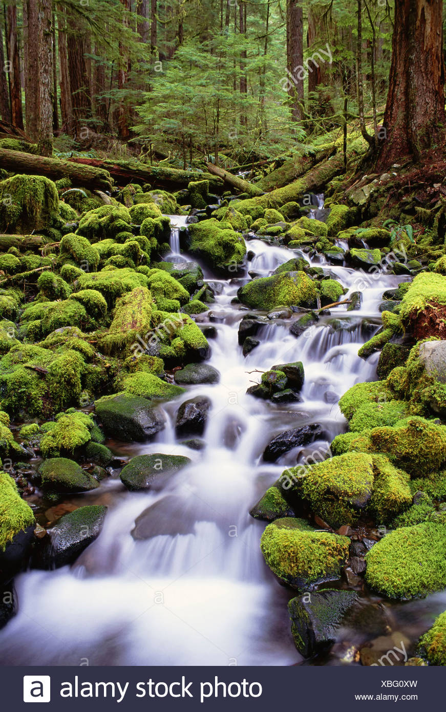 Evergreen National Park High Resolution Stock Photography and Images ...