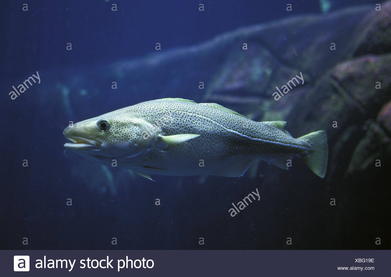 Atlantic Cods Gadus Morhua High Resolution Stock Photography and Images ...