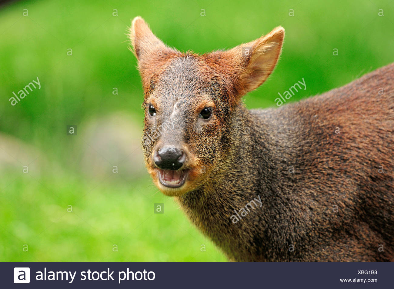 Pudu Deer Stock Photos & Pudu Deer Stock Images - Alamy