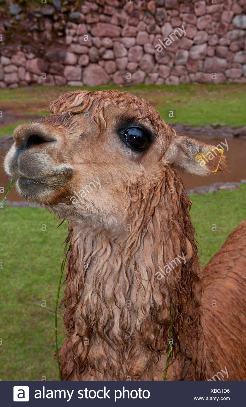 Long Haired Camels High Resolution Stock Photography and Images - Alamy