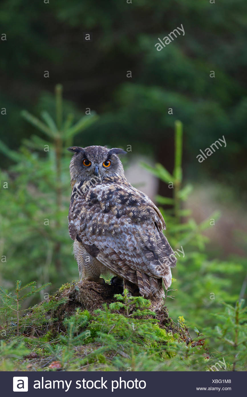 Rear View Of Owl Stock Photos & Rear View Of Owl Stock Images - Alamy