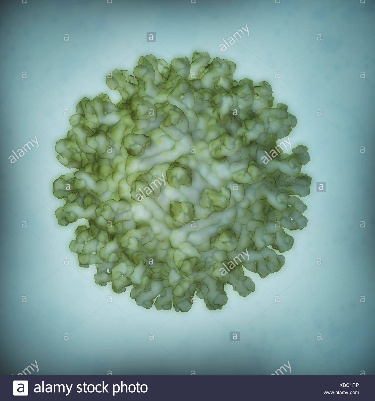 Family Flaviviridae High Resolution Stock Photography and Images - Alamy