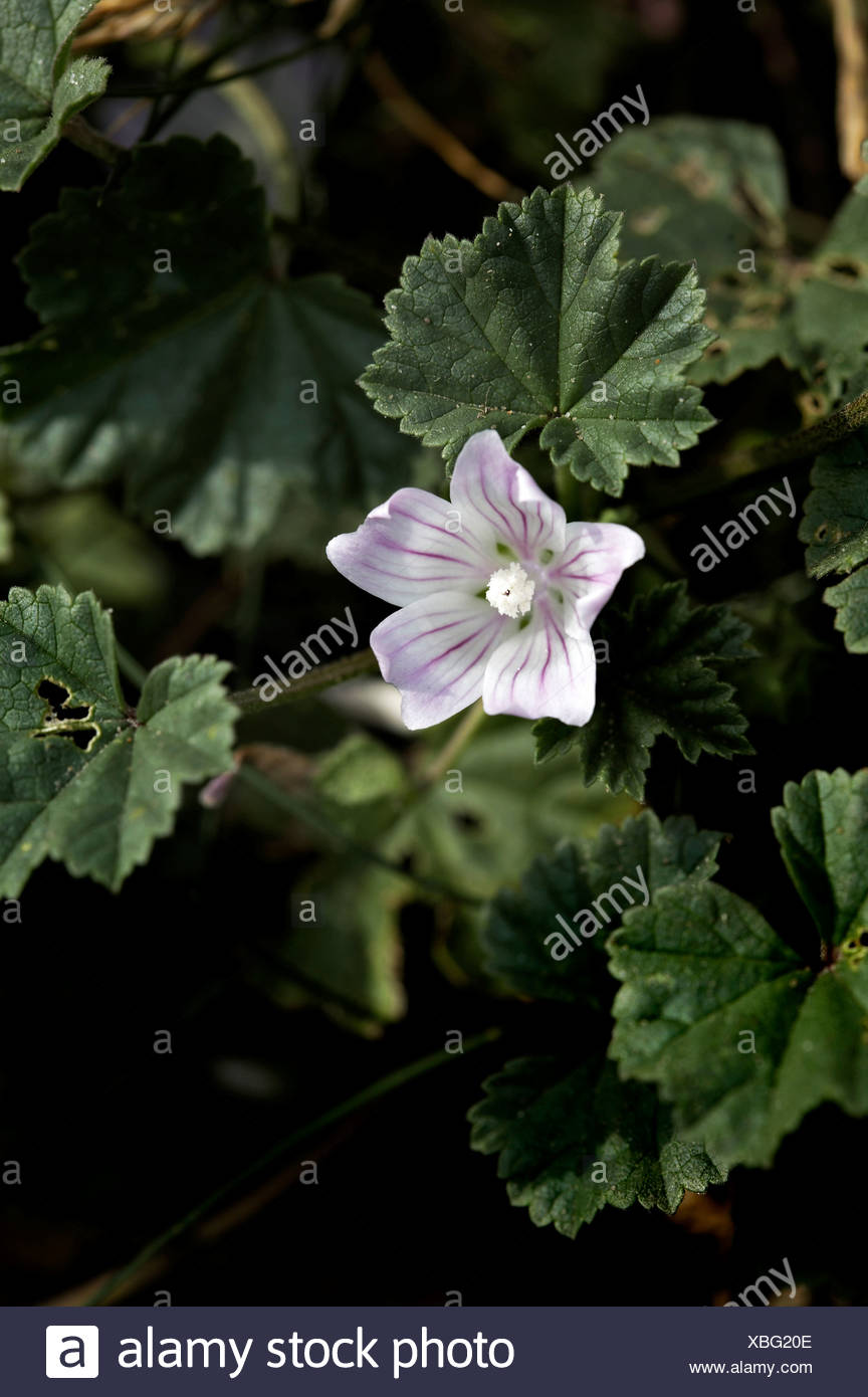 Malva Neglecta High Resolution Stock Photography and Images - Alamy