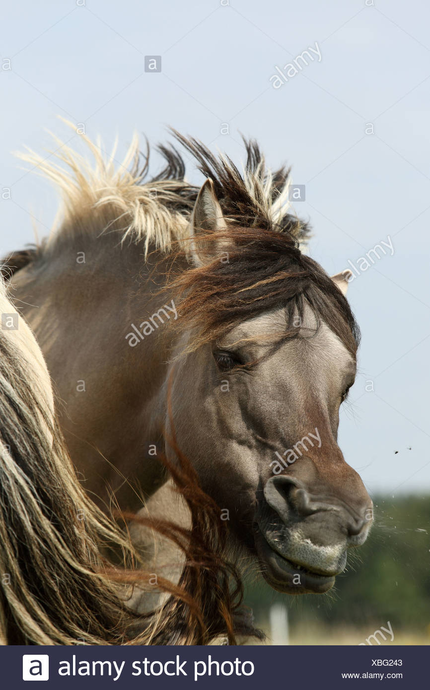Snorting Horse High Resolution Stock Photography and Images - Alamy