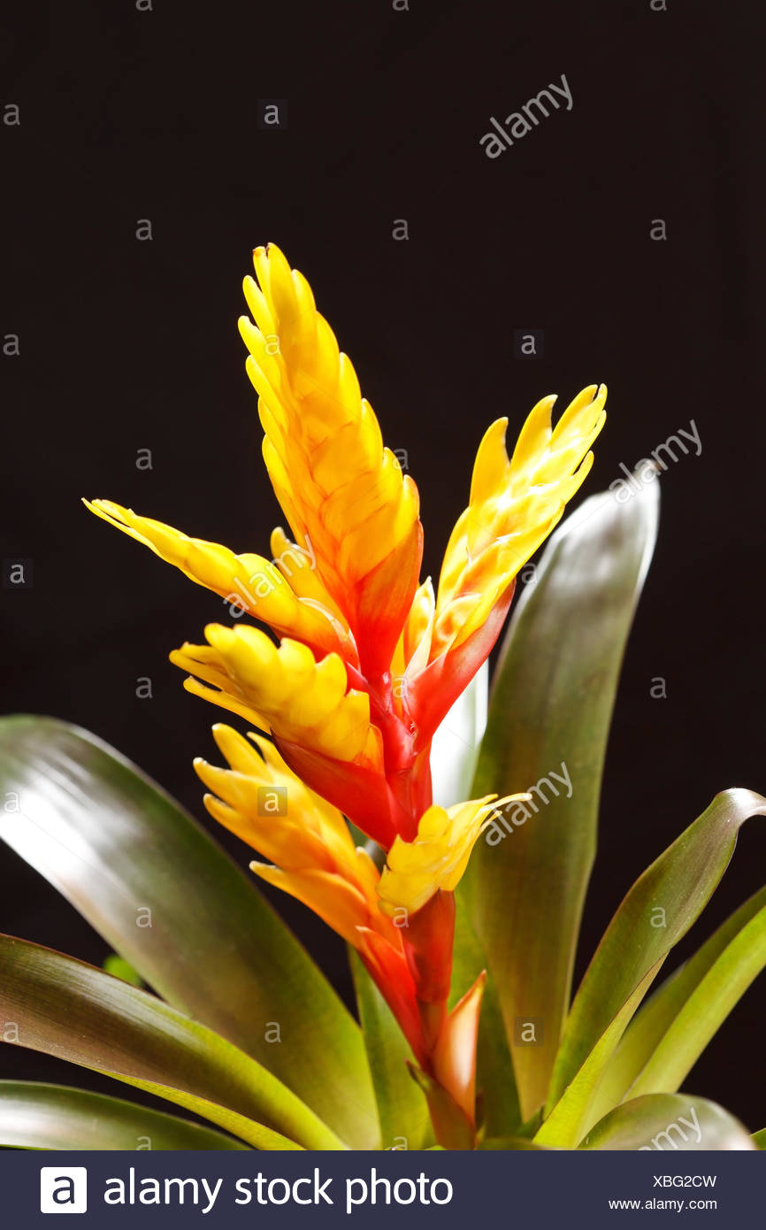 Vriesea Splendens Vriesea Splendens High Resolution Stock Photography ...