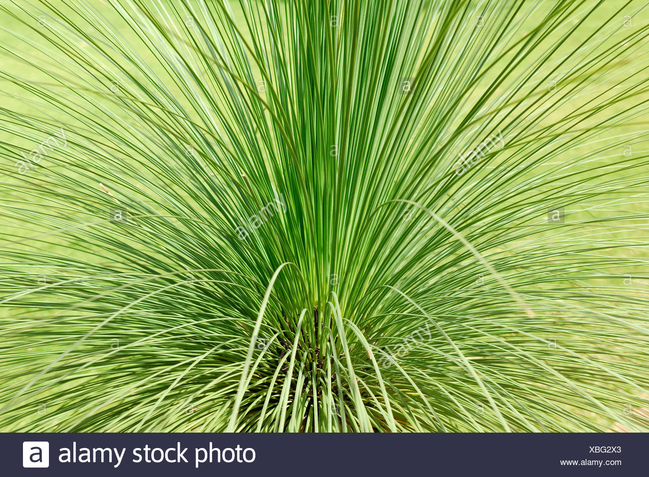 Blackboy Tree High Resolution Stock Photography and Images - Alamy