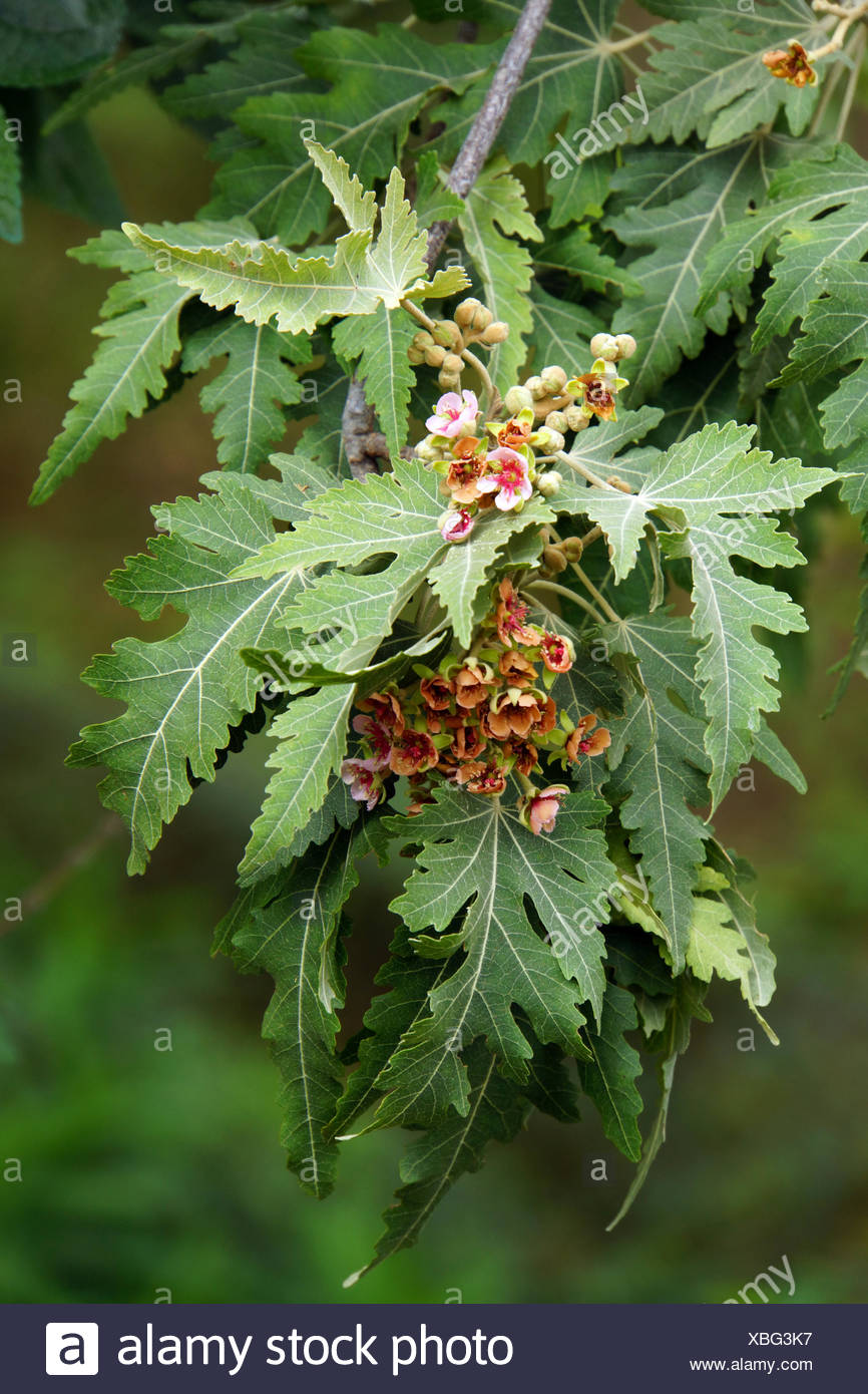 Aralia Elegantissima Stock Photos & Aralia Elegantissima Stock Images ...