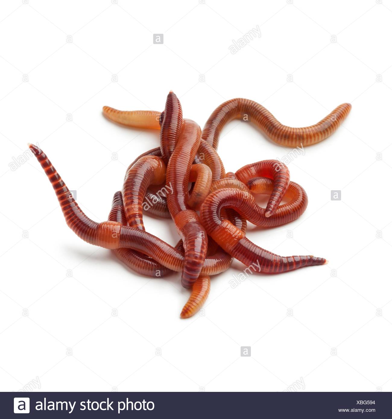 Earthworms High Resolution Stock Photography and Images - Alamy