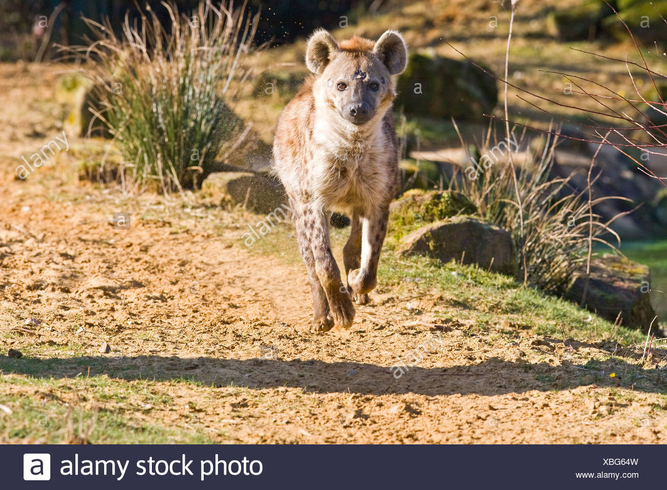 Hyena Running Stock Photos & Hyena Running Stock Images - Alamy