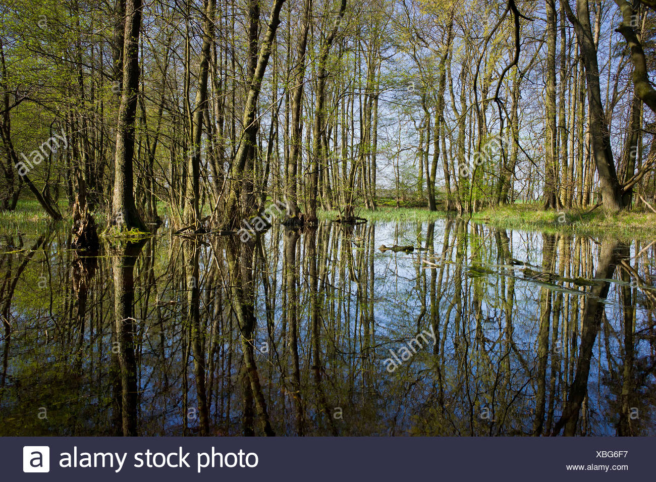 Swampy Terrain High Resolution Stock Photography and Images - Alamy