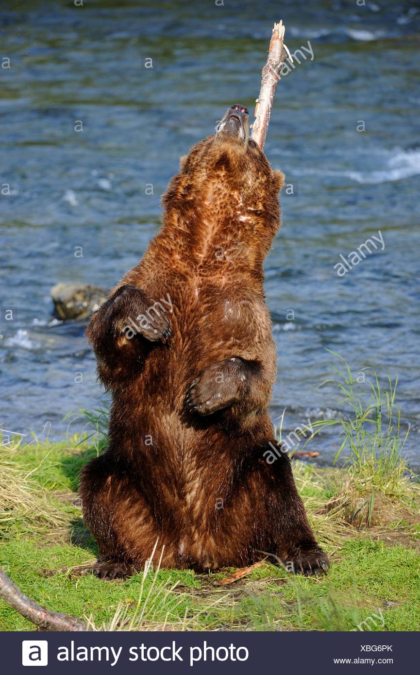 Grizzly Bear Scratching High Resolution Stock Photography and Images ...