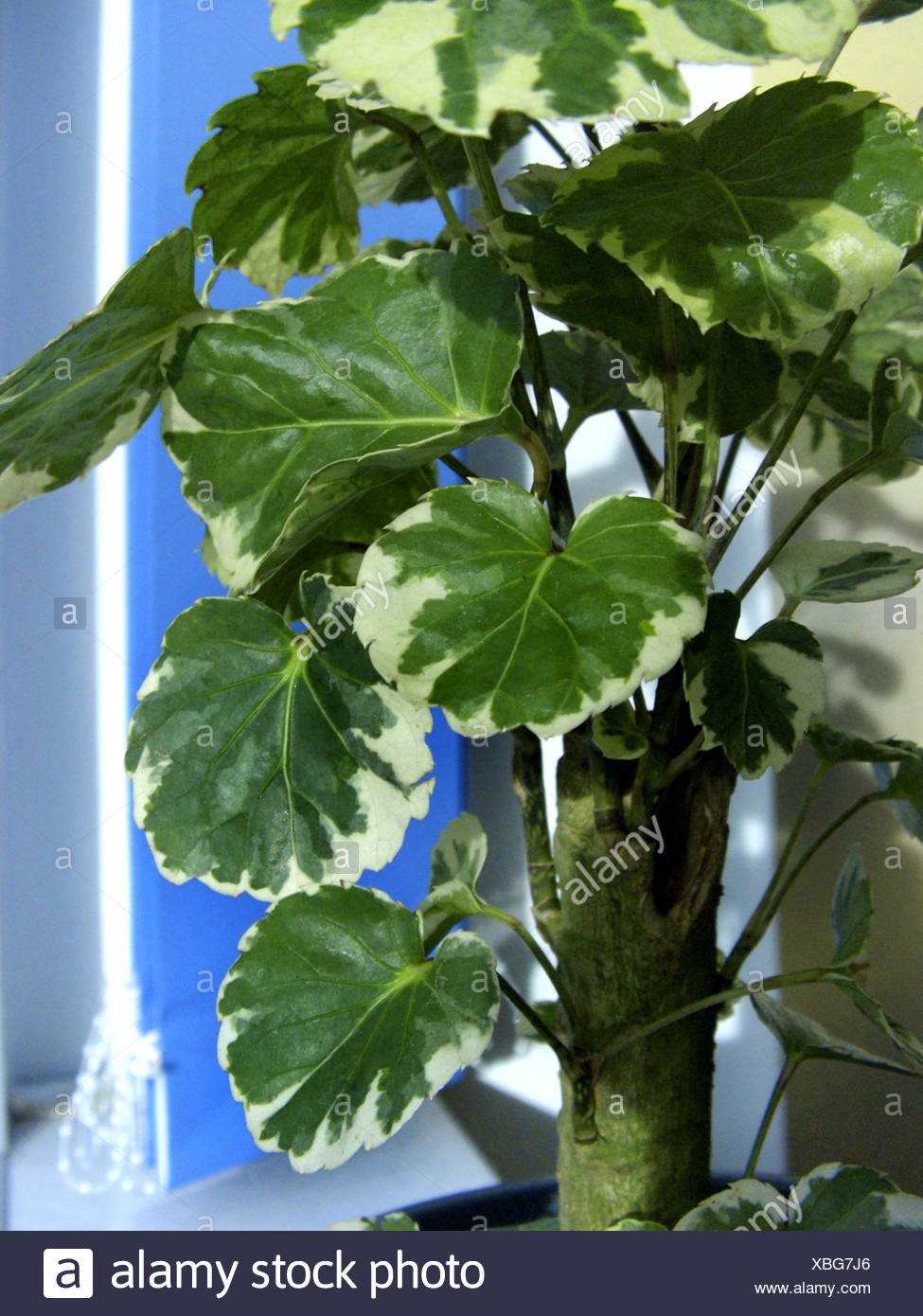 Polyscias Scutellaria Balfourii High Resolution Stock Photography and ...