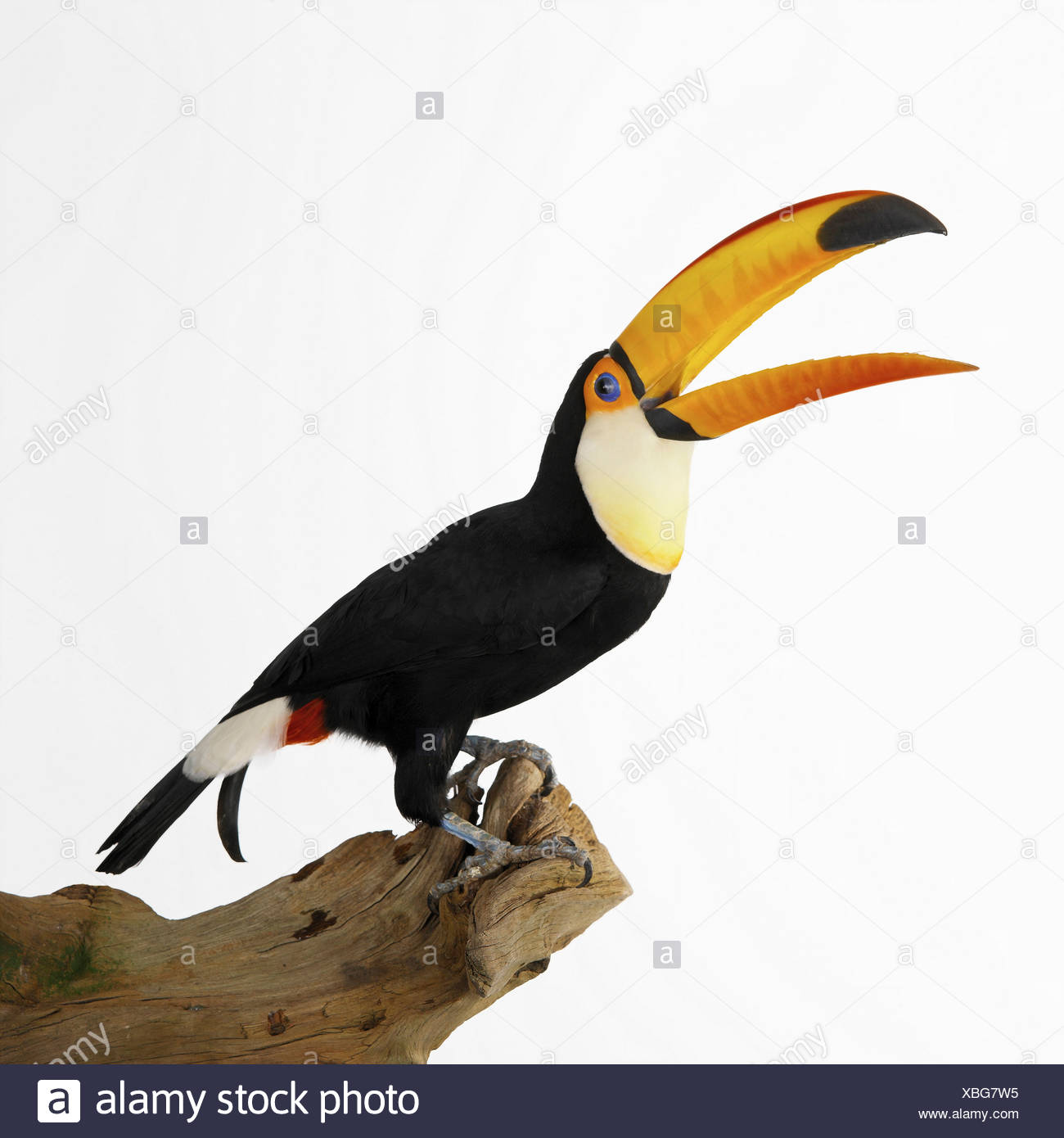 Toco Toucan Stock Photos & Toco Toucan Stock Images - Alamy