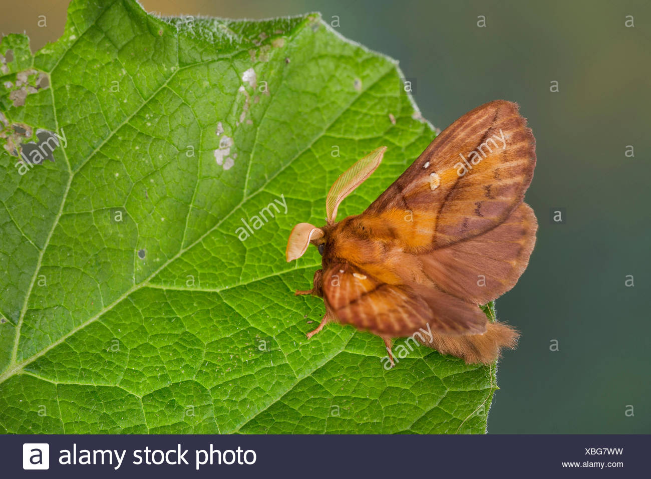 Eggar Moth High Resolution Stock Photography and Images - Alamy