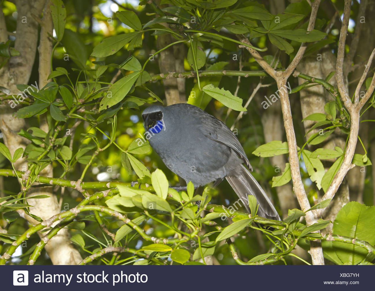 Kokako New Zealand High Resolution Stock Photography and Images - Alamy
