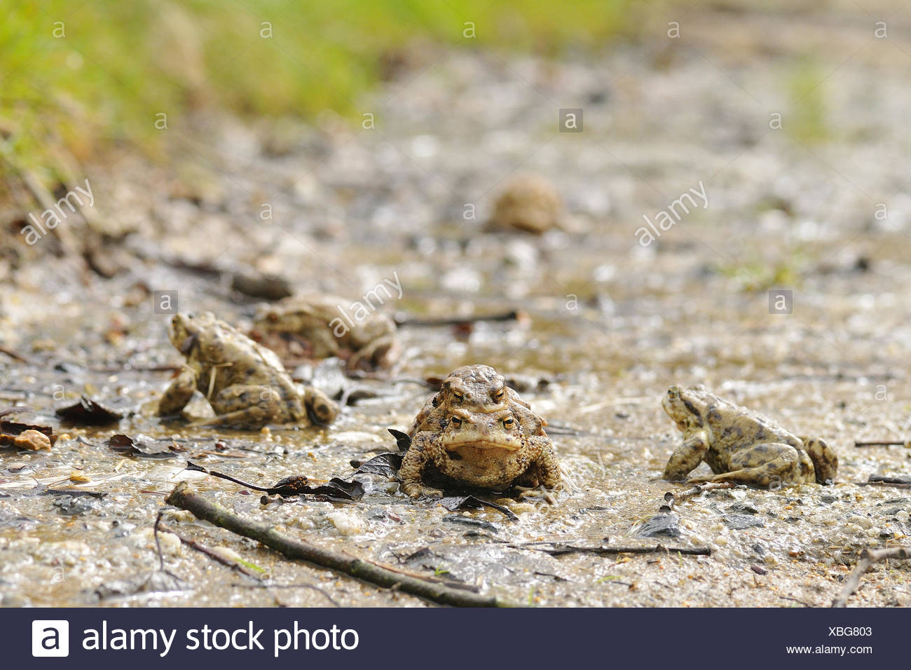 Padde High Resolution Stock Photography and Images - Alamy