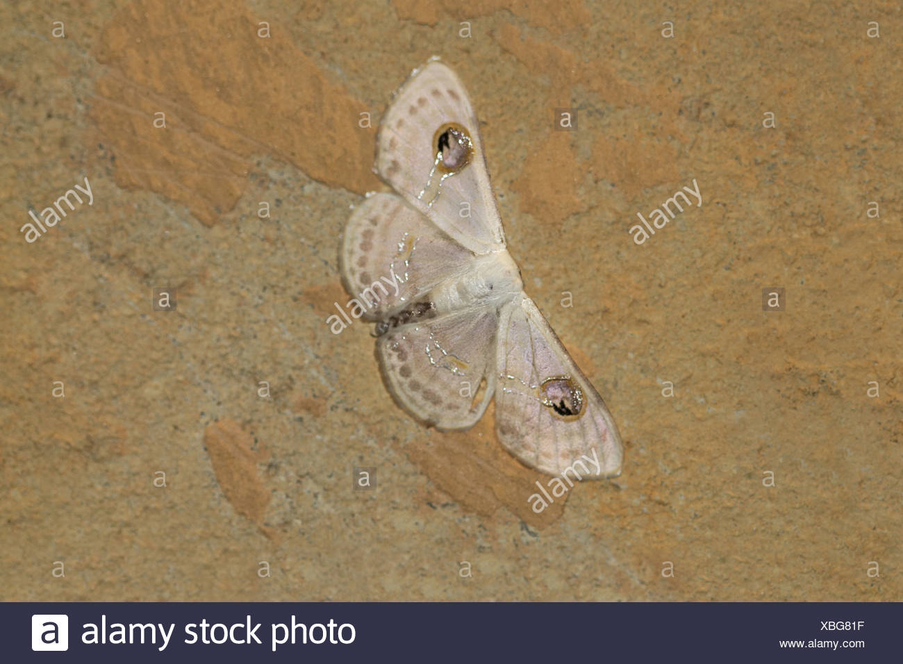 Geometridae Stock Photos & Geometridae Stock Images - Alamy