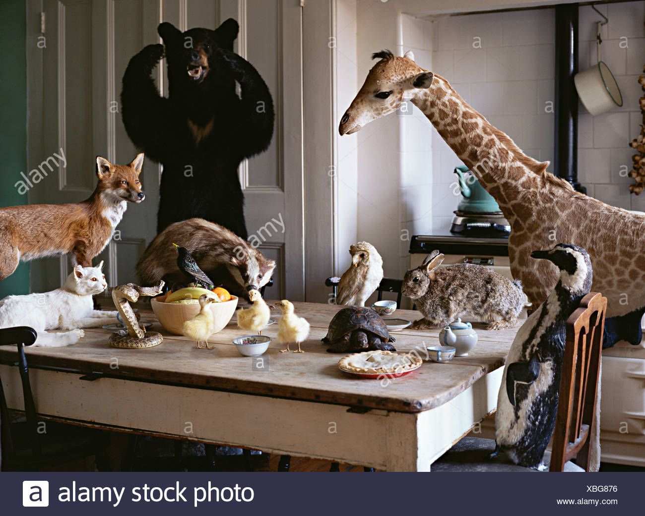 Bear Table High Resolution Stock Photography and Images - Alamy