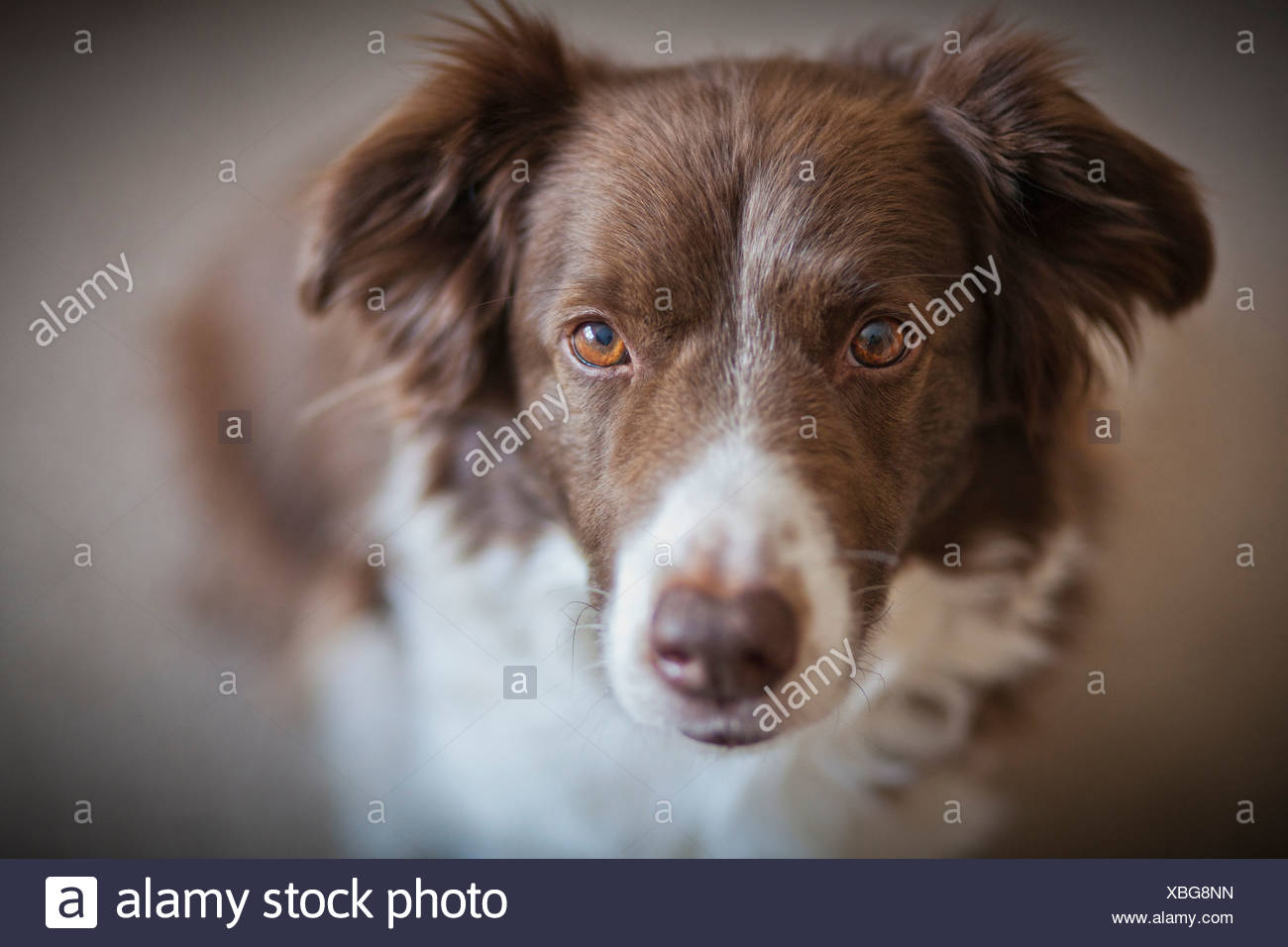 Pure Bred Border Collie High Resolution Stock Photography and Images ...