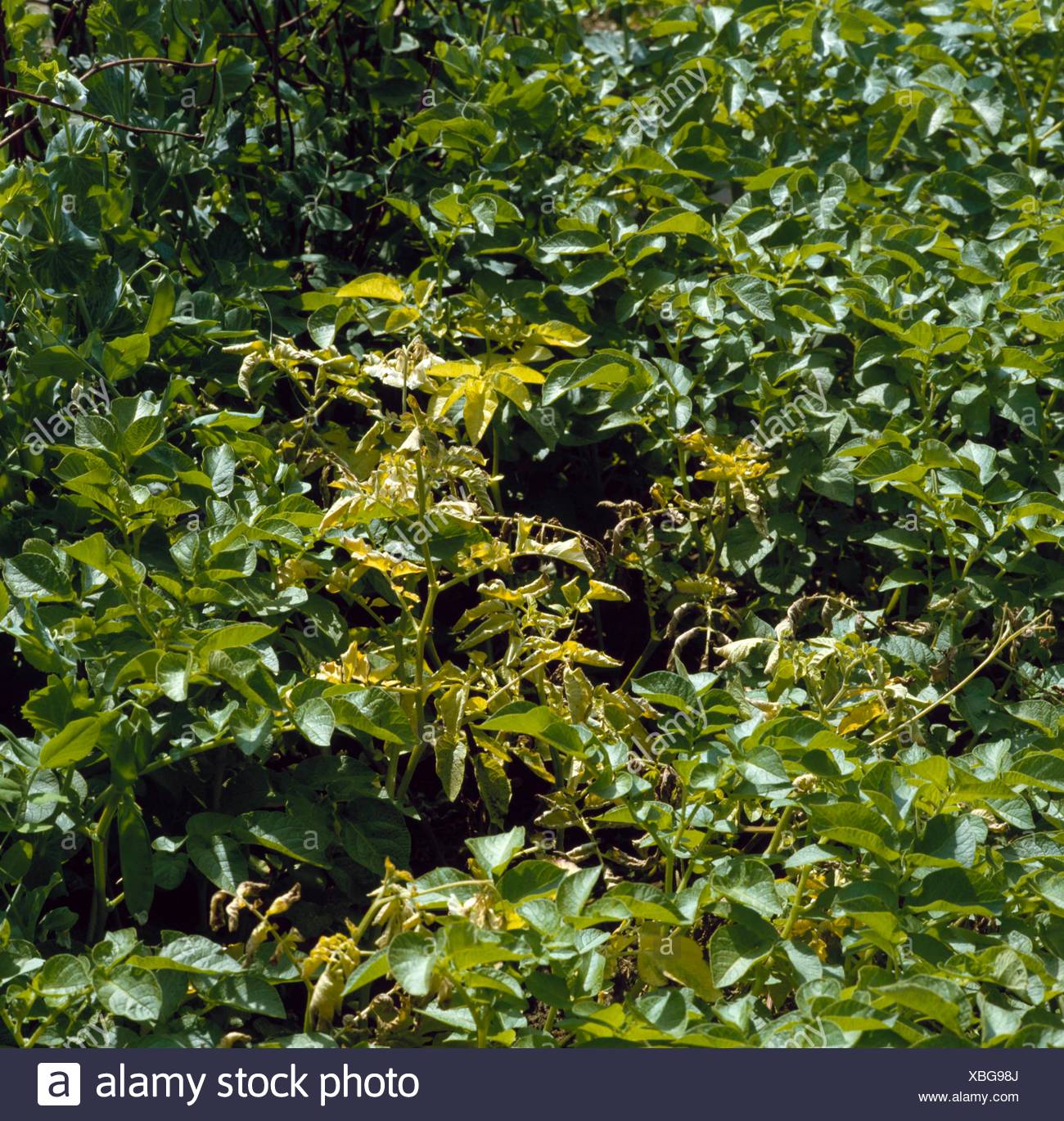 Eelworm High Resolution Stock Photography and Images - Alamy