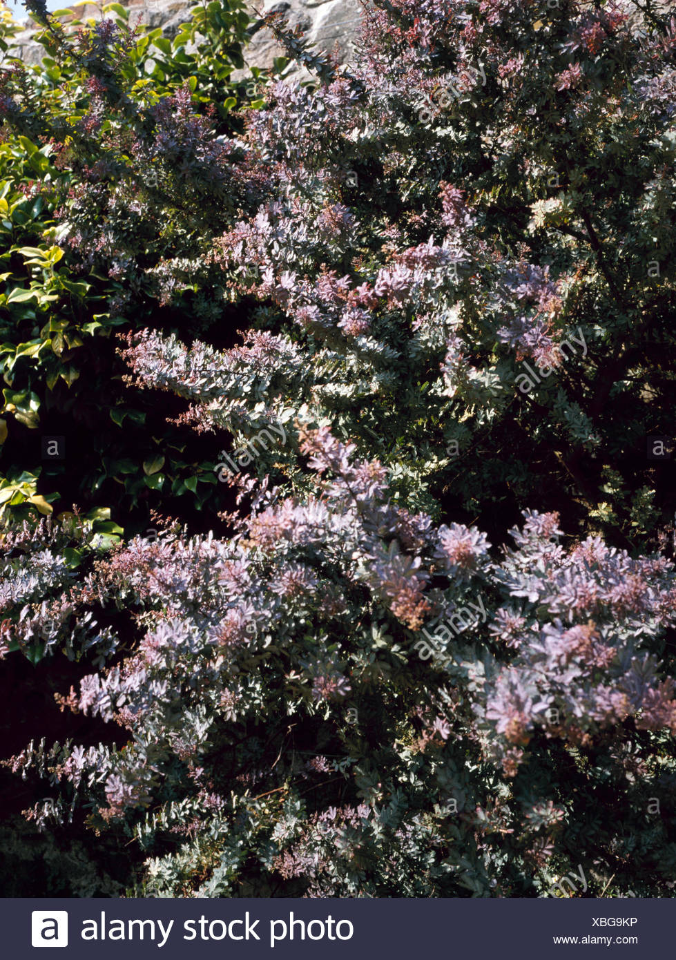 Acacia Baileyana Purpurea High Resolution Stock Photography and Images ...