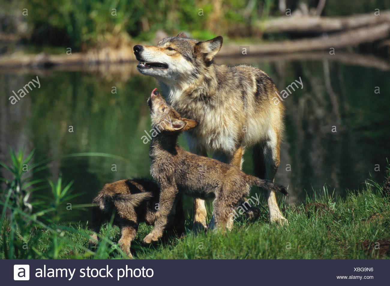 Wolf Mother With Cubs High Resolution Stock Photography and Images - Alamy